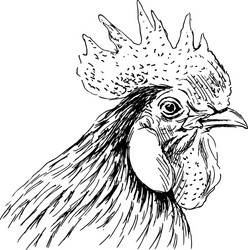 Chicken Head Drawing