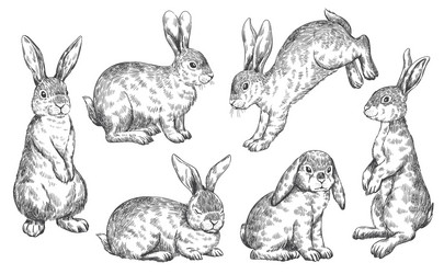 Bunny Drawings In Pencil