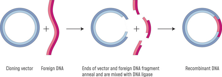 Plasmids Vector Images (over 140)