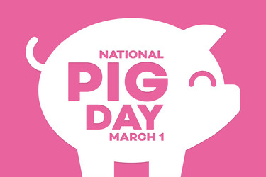 National pig day march 1 Royalty Free Vector Image