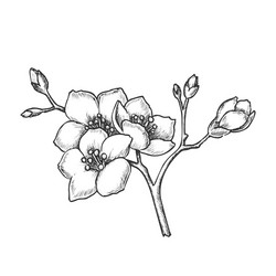 Sakura Tattoo Vector Images (over 1,100)