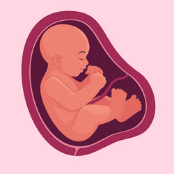 Hand drawn fetal development set Royalty Free Vector Image