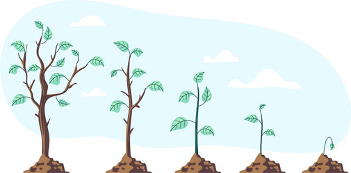 Orange tree growth stages Royalty Free Vector Image