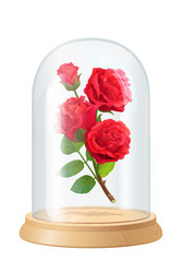 Red rose under the dome on white background Vector Image