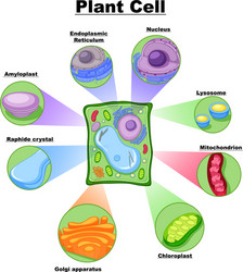 Plant Cell Vector Images (over 9,300)