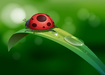Bug on Leaf Vector Images (over 7,700)