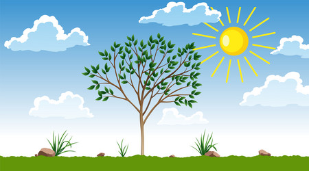 Photosynthesis process tree produce oxygen using Vector Image