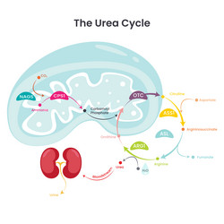 Pathway Vector Images (over 17,000)