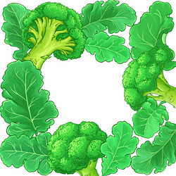 Broccoli plant set on white background Royalty Free Vector