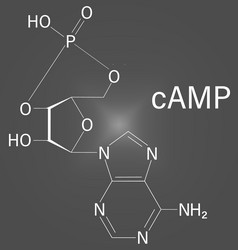 Camp Molecule