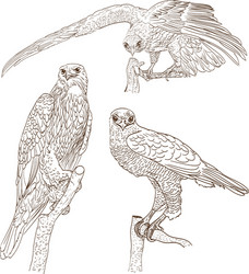 Bird of Prey Outline Vector Images (over 2,200)