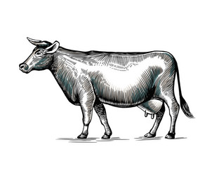 Engraving cow retro Royalty Free Vector Image - VectorStock