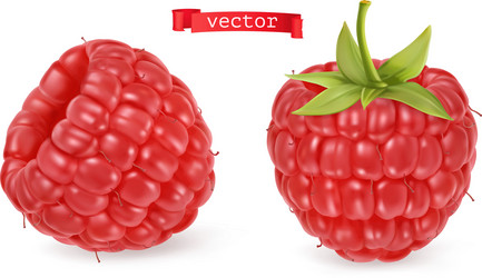 Realistic red raspberries with green leaves Vector Image