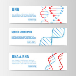 Dna and rna structure Royalty Free Vector Image