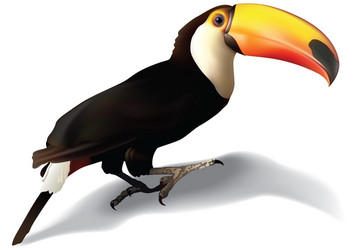 Toucan Vector Images (over 15,000)