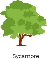 Sycamore Tree Vector Images (over 1,200)