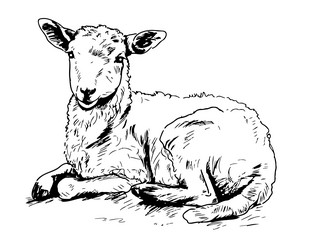 Farm cute little lamb hand drawn sketch Royalty Free Vector