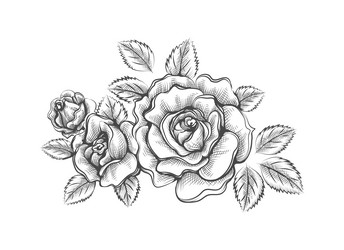 Dozen Roses Drawing