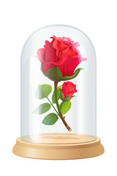 Red rose under the dome on white background Vector Image