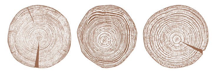 Tree wood texture Royalty Free Vector Image - VectorStock