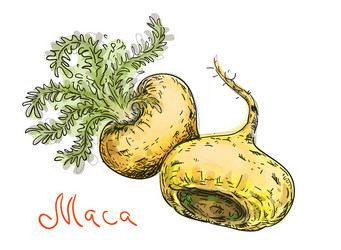 Maca Vector Images (over 200)