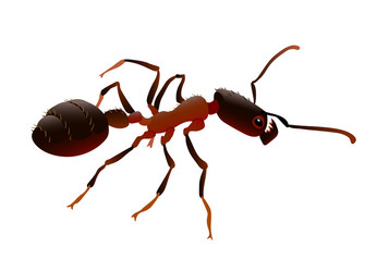 Red fire ant with strong jaws worker or soldier Vector Image