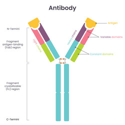 Antibody Vector Images (over 3,900)