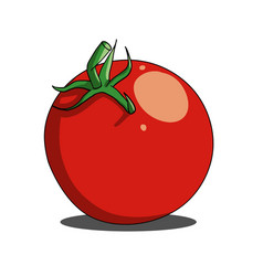 Tomato Flashcard Vector Images (55)