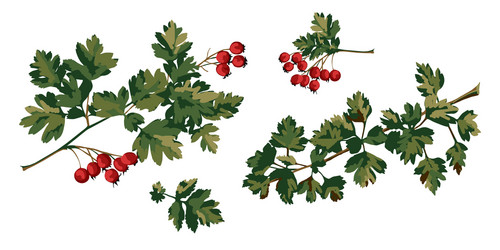 Hawthorn Vector Images (over 1,500)
