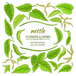 Nettle frame Royalty Free Vector Image - VectorStock