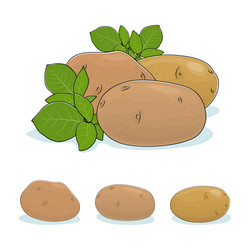 Potato plant Royalty Free Vector Image - VectorStock