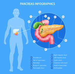 Pancreas Vector Images (over 5,600)