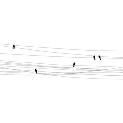 Birds on wires sunset Royalty Free Vector Image