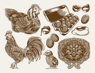 Vintage Chicken Vector Images (over 14,000)