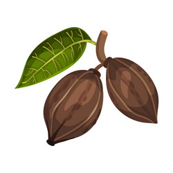 Pecan Tree Vector Images (over 380)