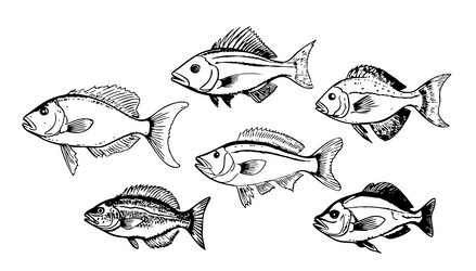 Fish Fisherman Sketch Vector Images (over 1,200)