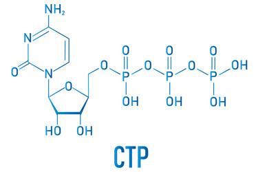 Cytidine triphosphate or ctp molecule formula Vector Image