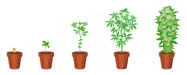 Animated Cannabis Vector Images (over 480)