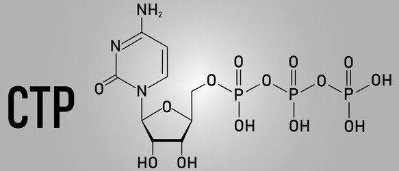 Cytidine triphosphate or ctp molecule formula Vector Image
