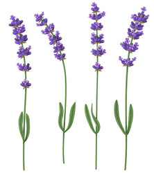 Lavender stems with flowers Royalty Free Vector Image