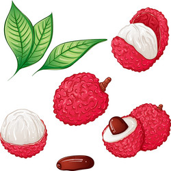 Lychee food fruit set cartoon Royalty Free Vector Image