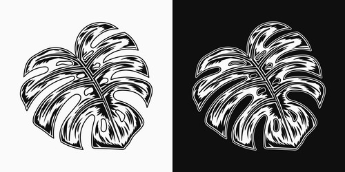 Monstera Outline Vector Images (over 2,800)