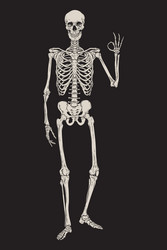 Human skeleton posing isolated over black Vector Image