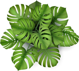 Indoor Plants Top View Vector Images (over 350)