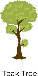 Teak Tree Vector Images (over 460)