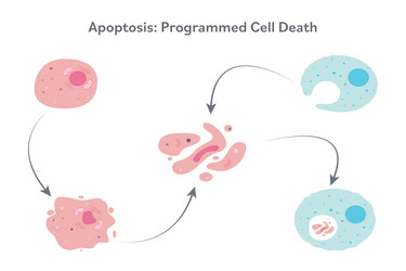 Apoptosis cell death Royalty Free Vector Image