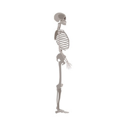 Side view human anatomically detailed skeleton Vector Image