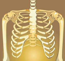 Anatomy of human ribs hand draw vintage clip art Vector Image