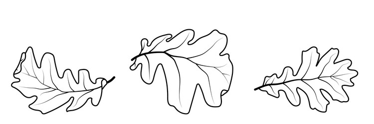 Live Oak Vector Images (over 250)