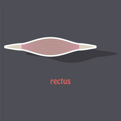 Sticker rectus - didactic board of anatomy Vector Image